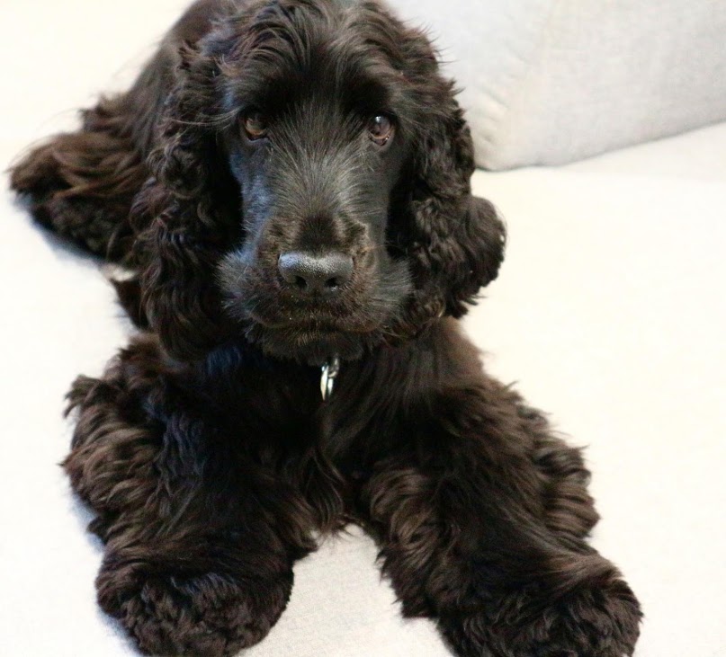 MILLAINEN ROTUVALINTA COCKERSPANIELI ON? – Mansikkapilvi | Terve.fi