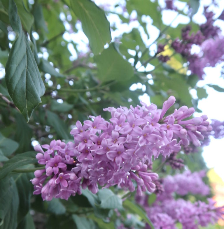 Kevään parhaimmat syreenireseptit